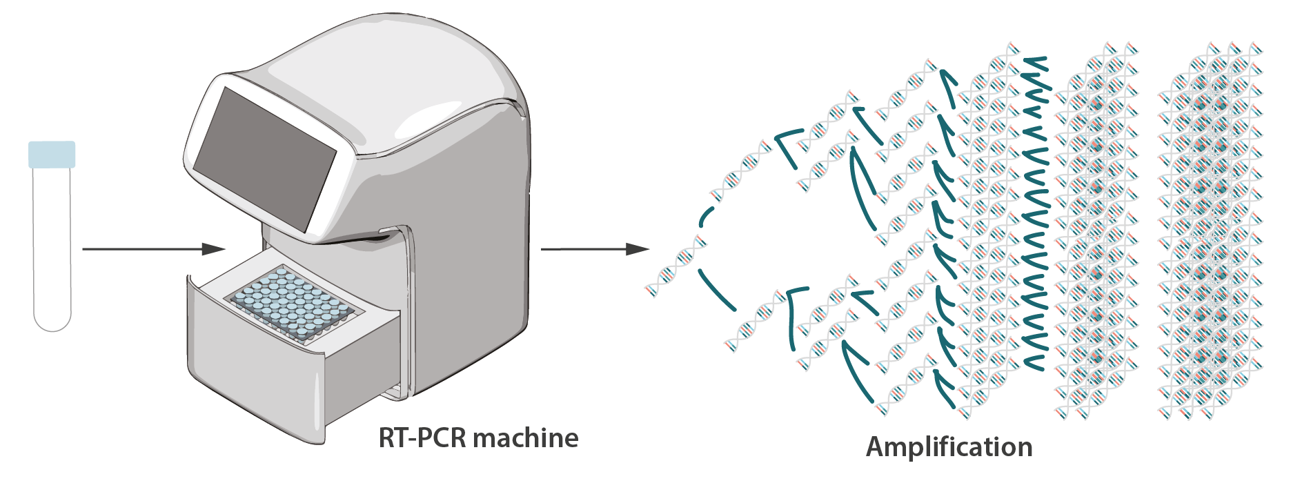 Real Time Pcr Principle Real Time Pcr Principle