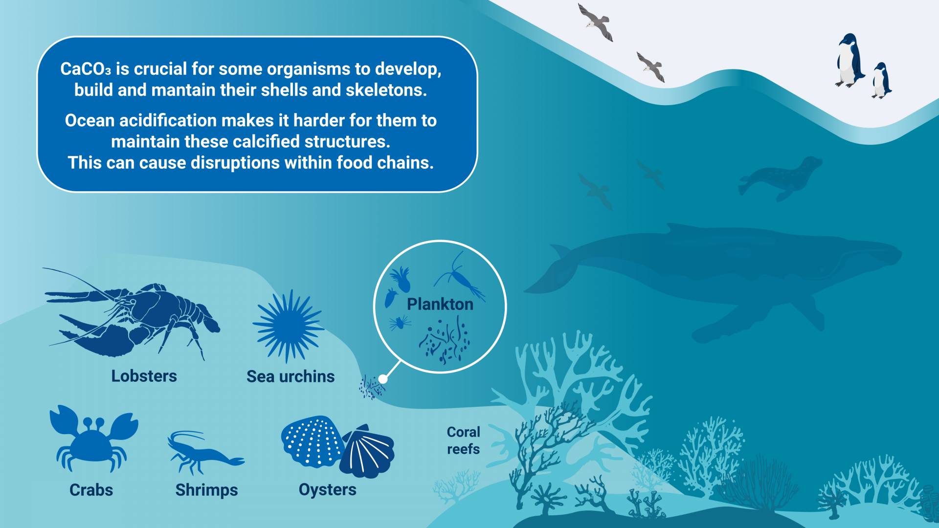 How Carbon Emissions Acidify Our Ocean | IAEA How Carbon Emissions Acidify Our Ocean | IAEA